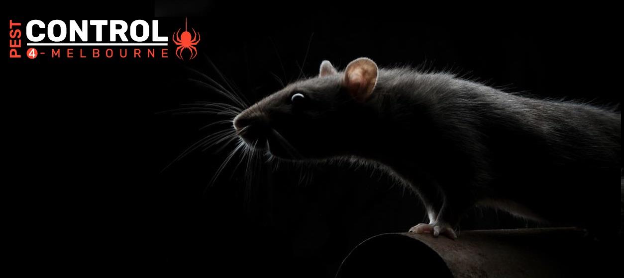 Rodent Control Melbourne in Melbourne, VIC